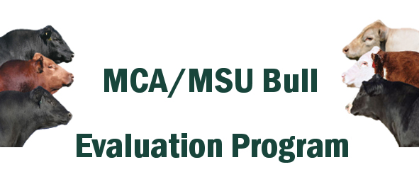 MCA/MSU Bull Evaluation Program Update