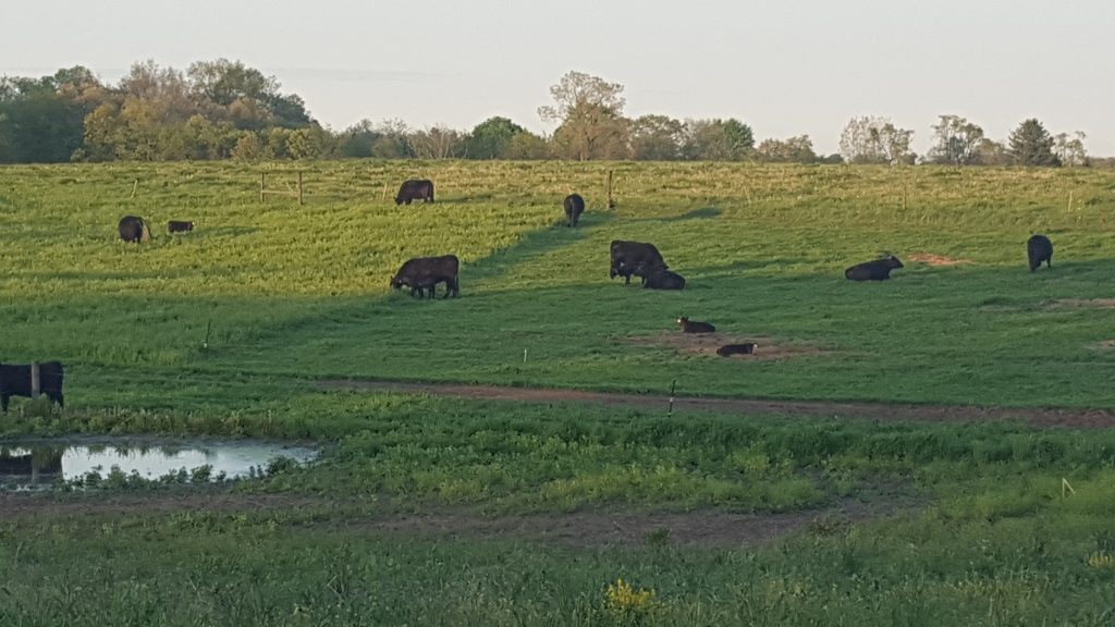 Michigan Angus Field Day - Michigan Angus